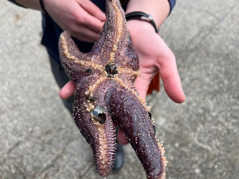 A Complete Guide to Disney Cruise Line's Castaway Club - The Cruising ...